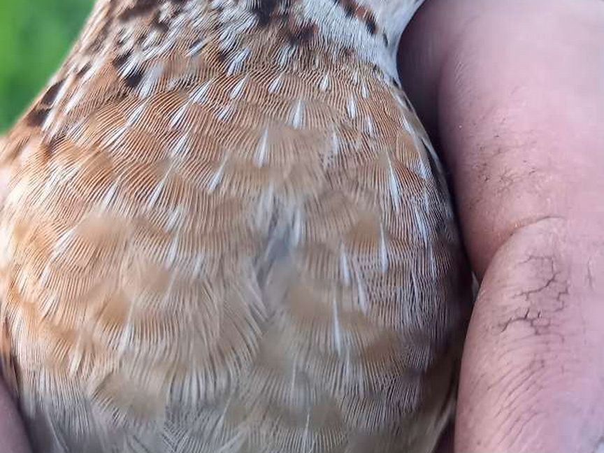 Перепел дикий (певчий)