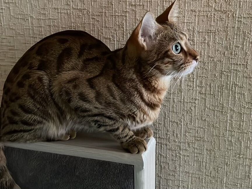 Чистокровны бенгальские котята