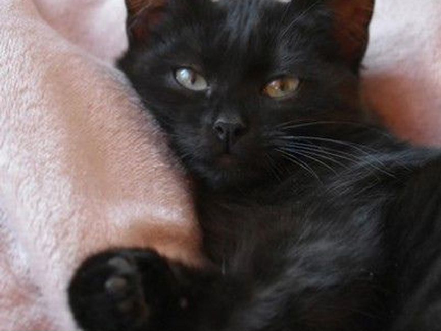 В добрые руки девочка 3-4 мес