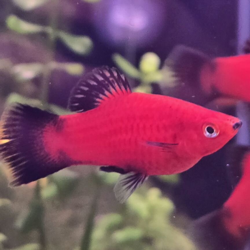 Рыбка аквариумная пецилия самец