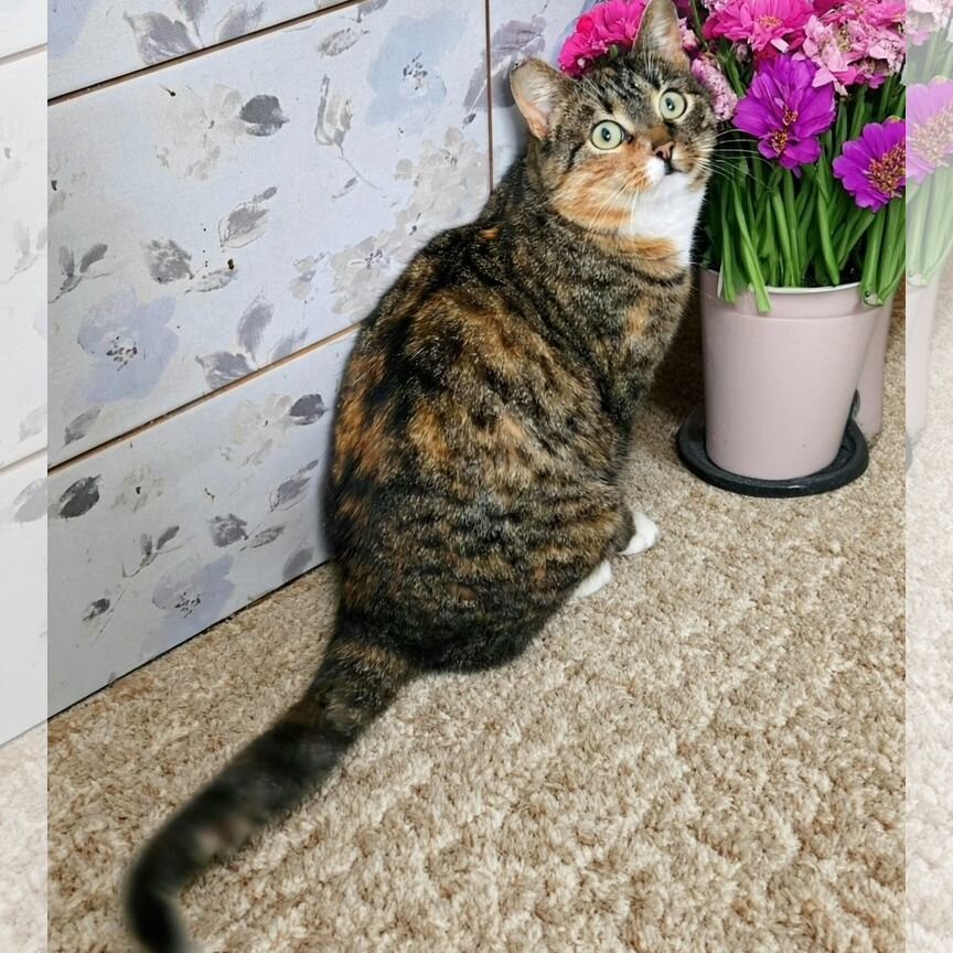 Взрослая кошка в добрые руки