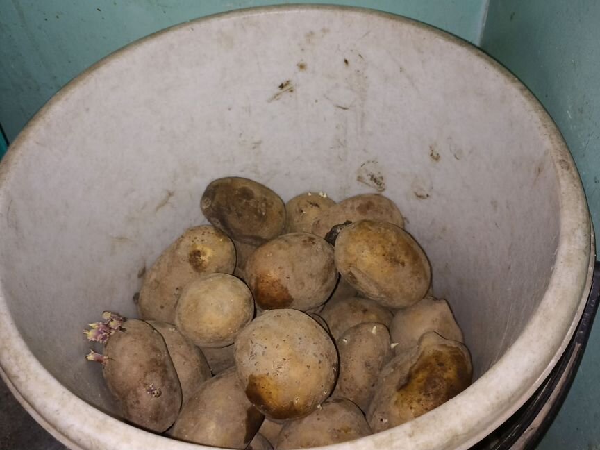 Картофель на корм животным