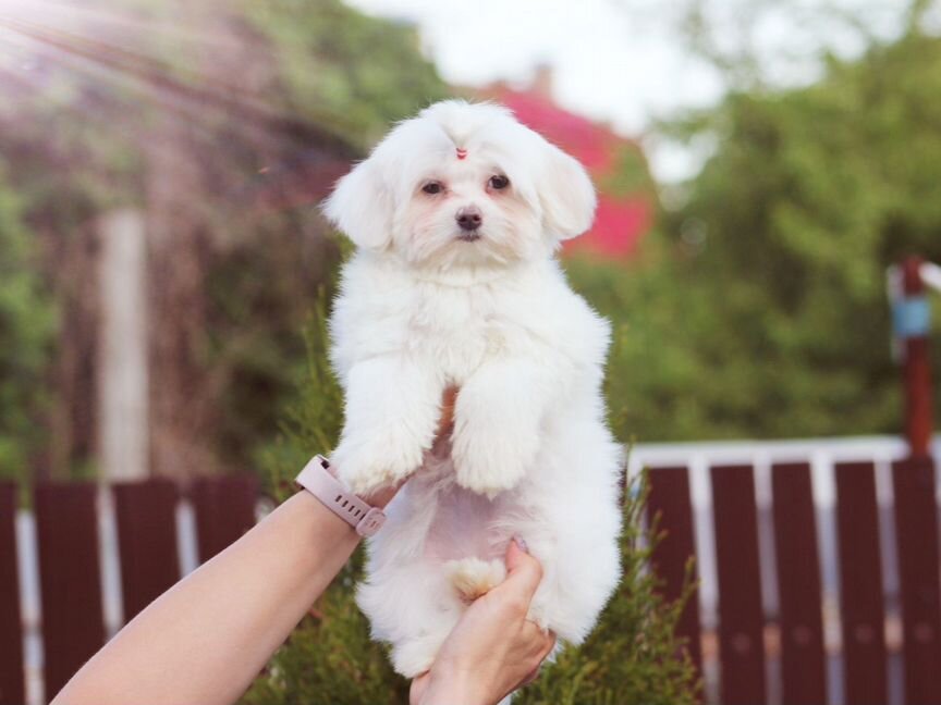 Мальтийская болонка девочка