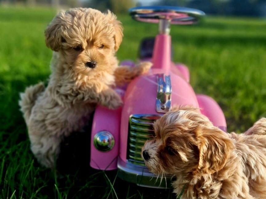 Мальтипу ф1