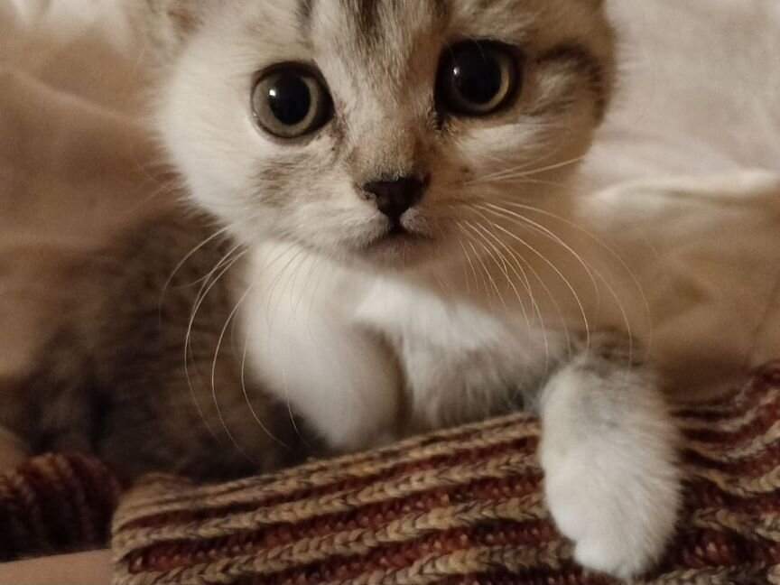 Кошка