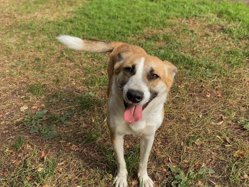 Хрупкая собачка погибает в приюте