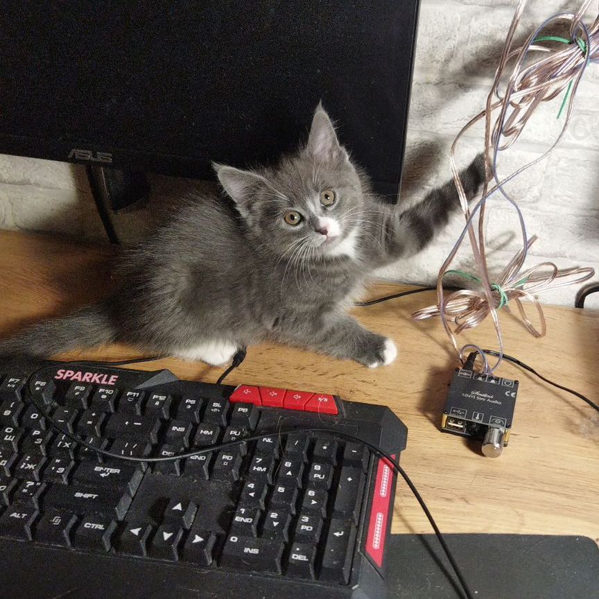 Шотландский прямоухий длинношёрстный котёнок