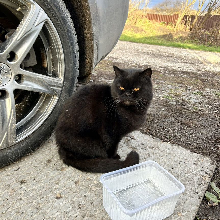 Коты в добрые руки