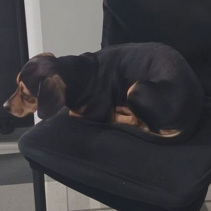 Взрослая собака в добрые руки