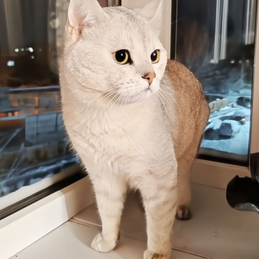 Британская короткошёрстная кошка, взрослая