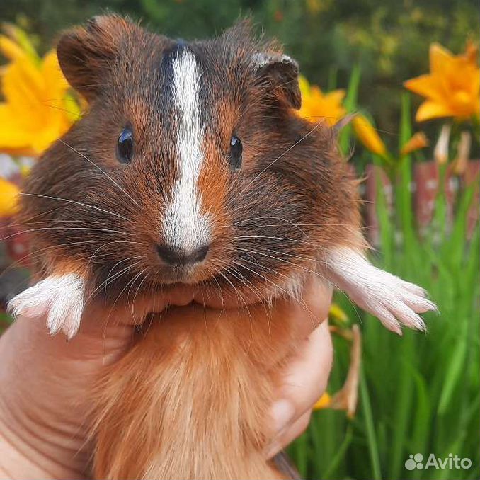 Морская свинка, малыш-мальчик