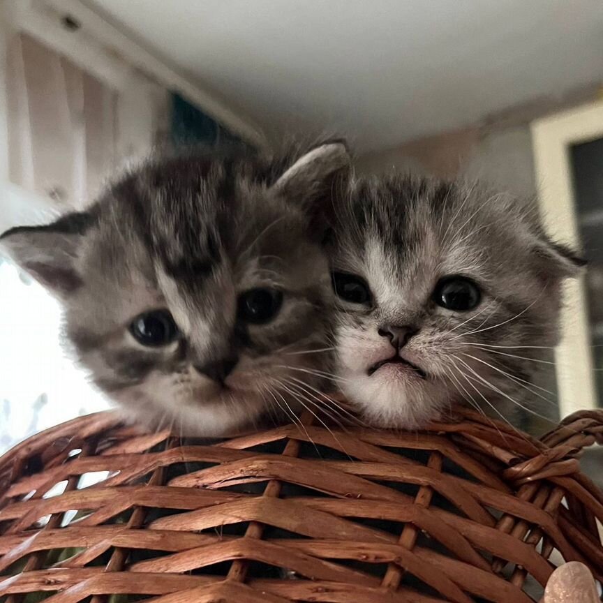 Шотландский вислоухий короткошёрстный котёнок