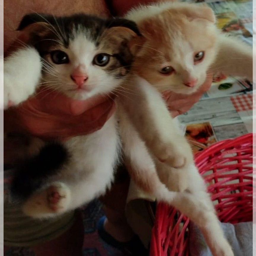 Котята в добрые руки бесплатно