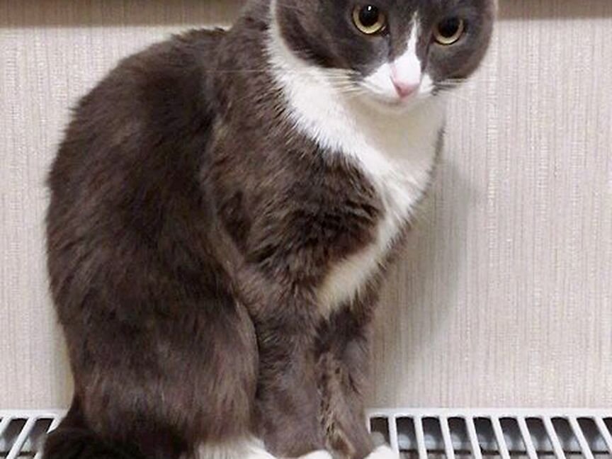 Пепельная красавица Мурка,ласковая, добрая кошечка