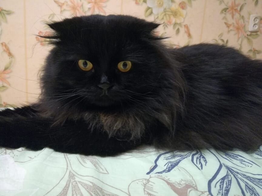 Коты для вязки