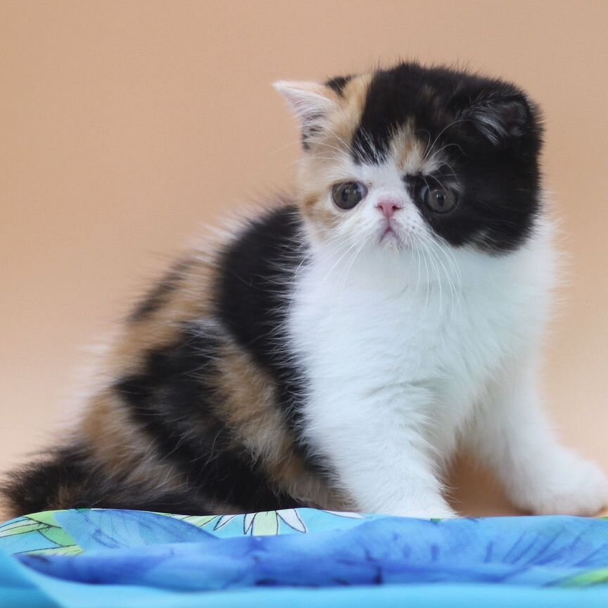 Кошечка экзотка