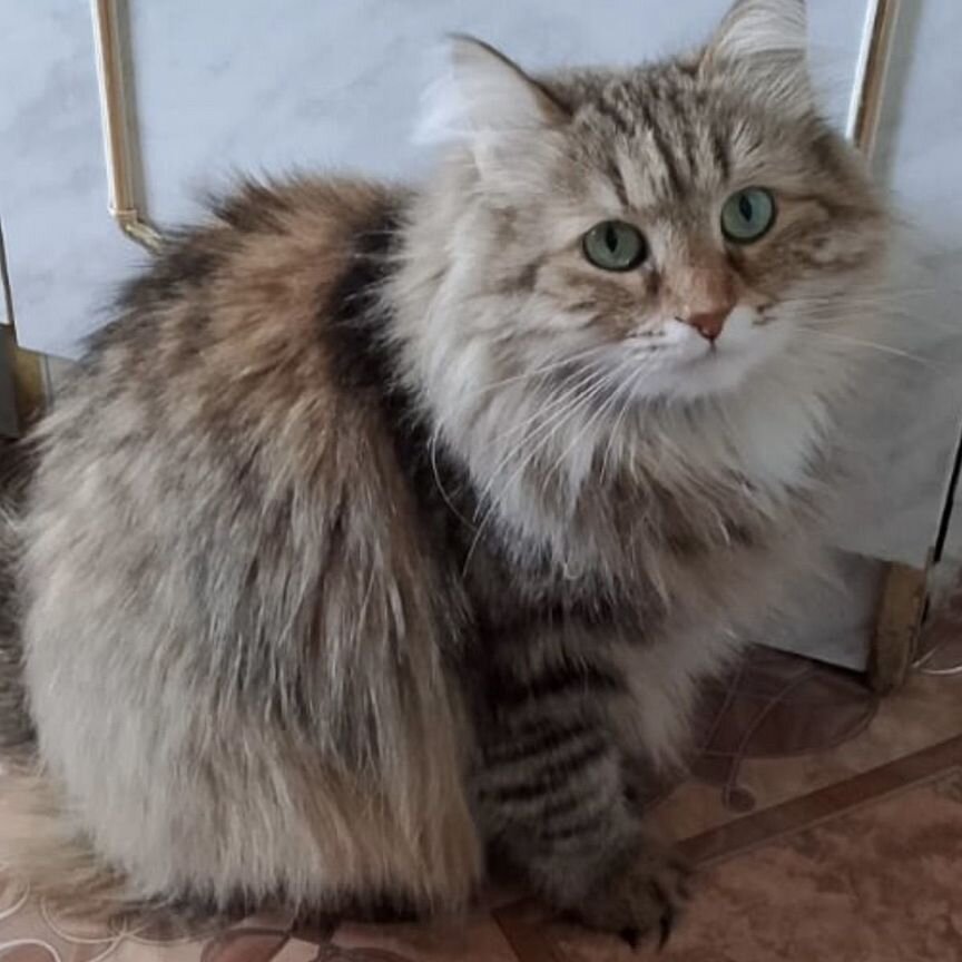 Кошечка лучший компаньон