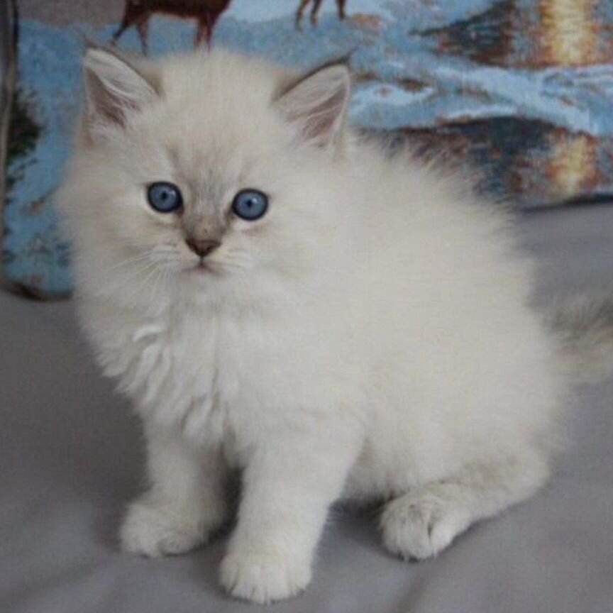 Белые котята