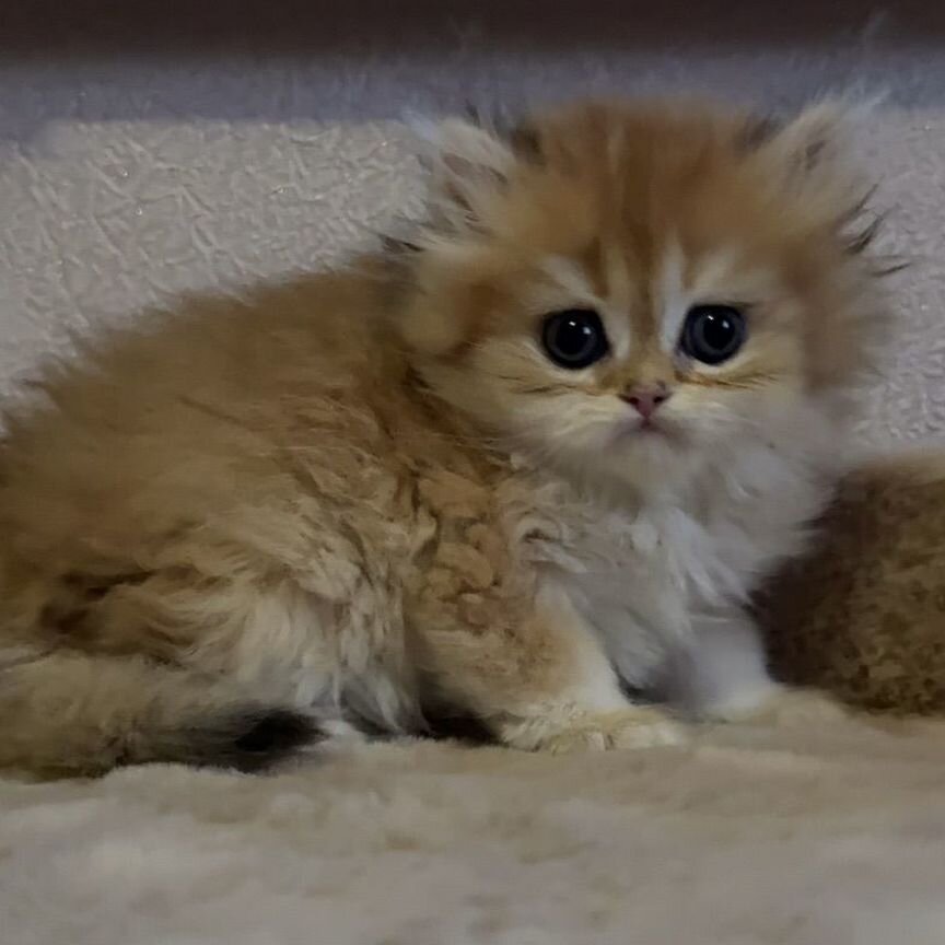 Британский длинношёрстный котёнок