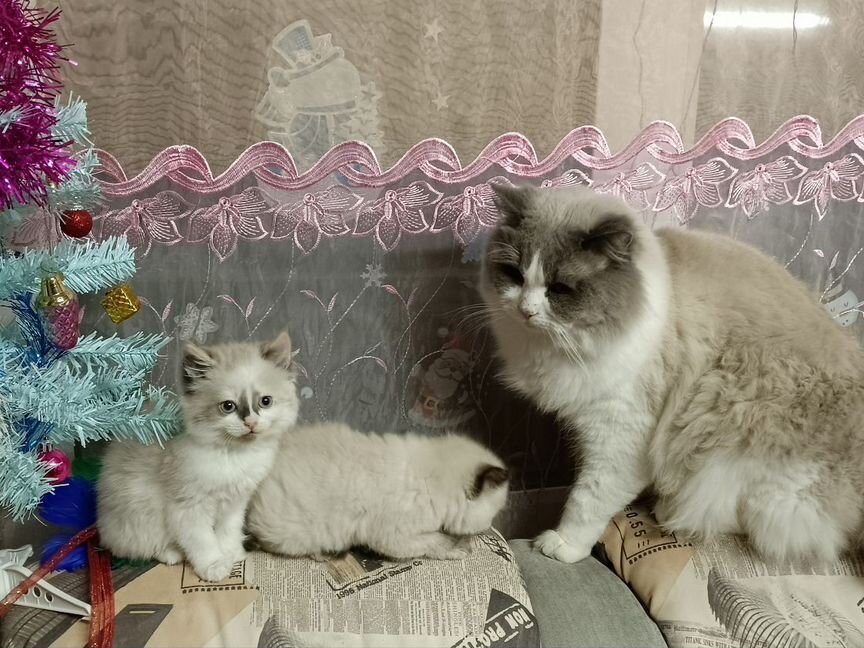 Кошечки для вас