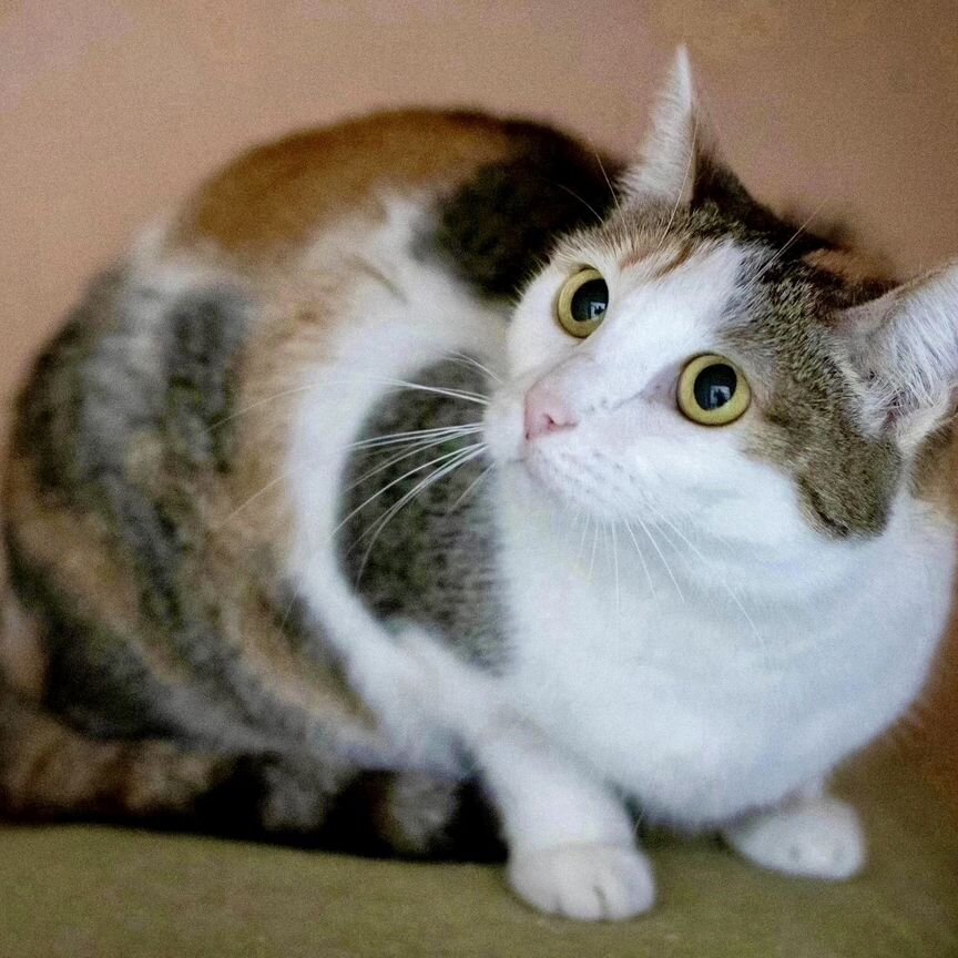 Возьмите из приюта