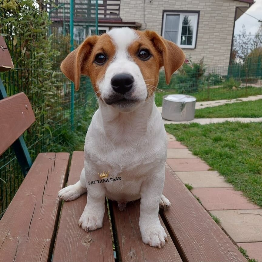 Суперские щенки джек рассел