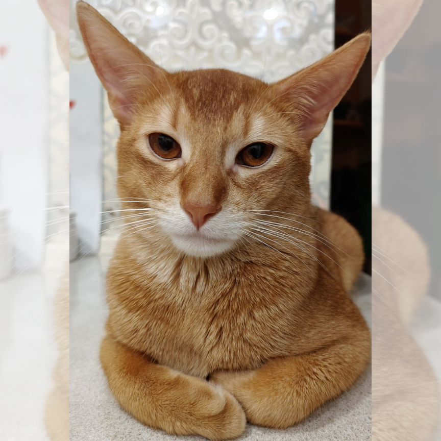 Абиссинский кот, взрослый