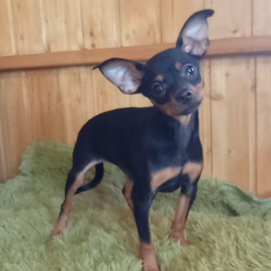 Русский той-терьер, щенок