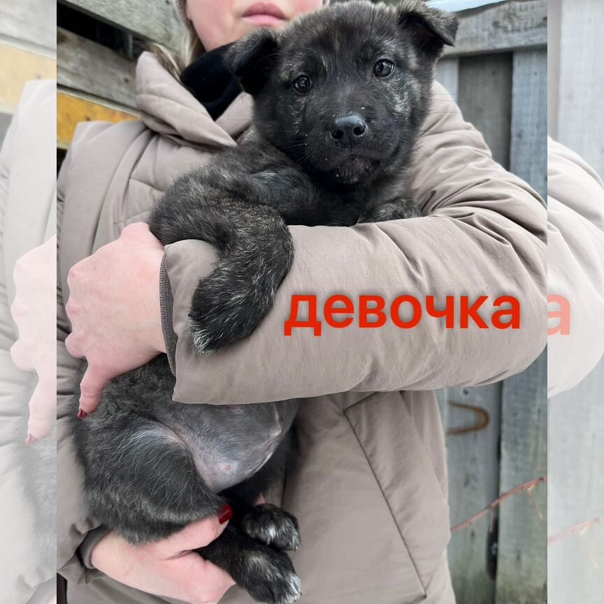 Щенок в добрые руки