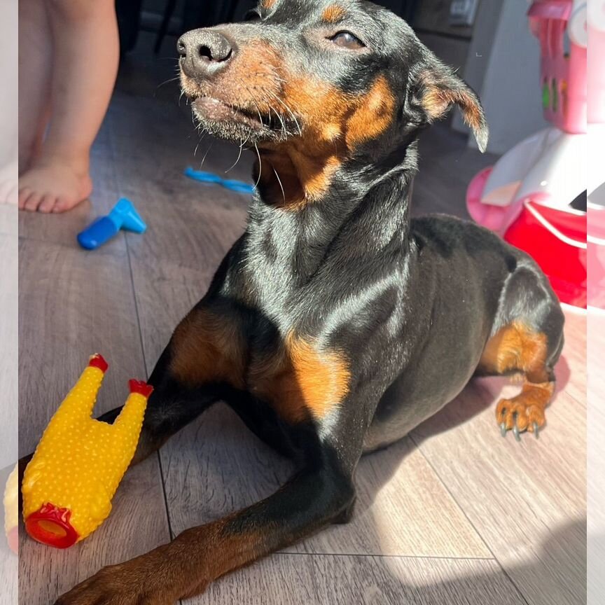 Цвергпинчер, взрослая собака