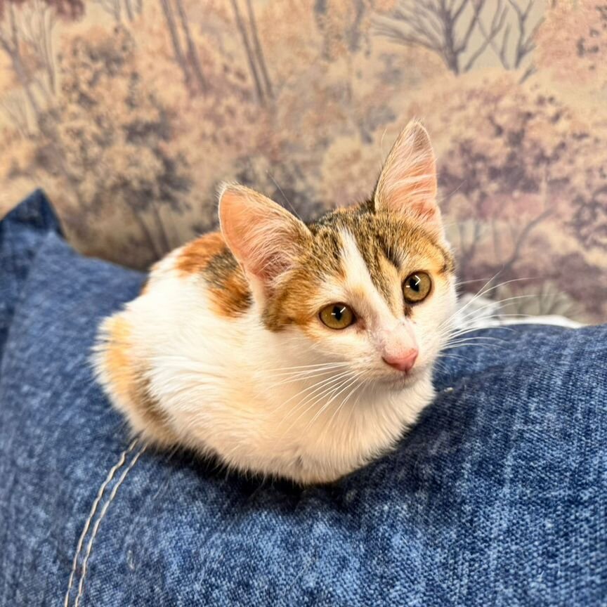 Котенок девочка бесплатно