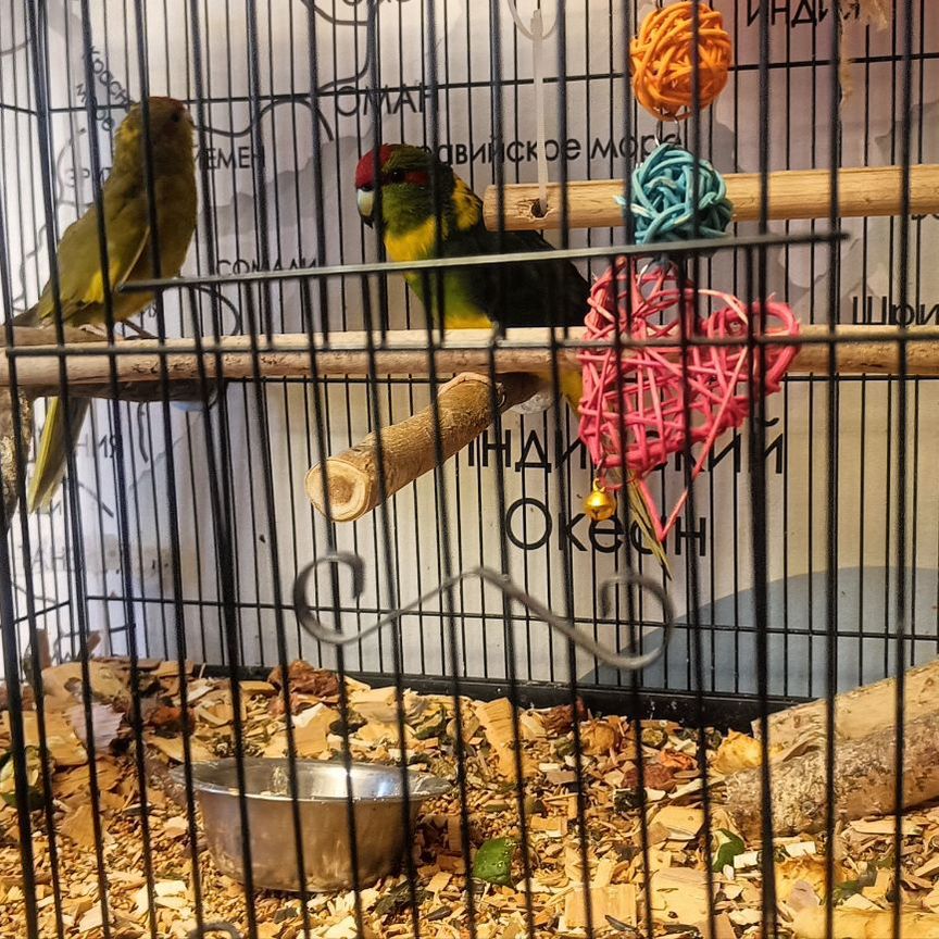 Попугай Кокарик