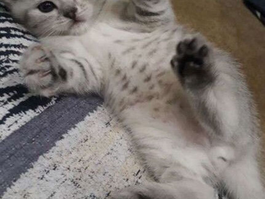Кошки