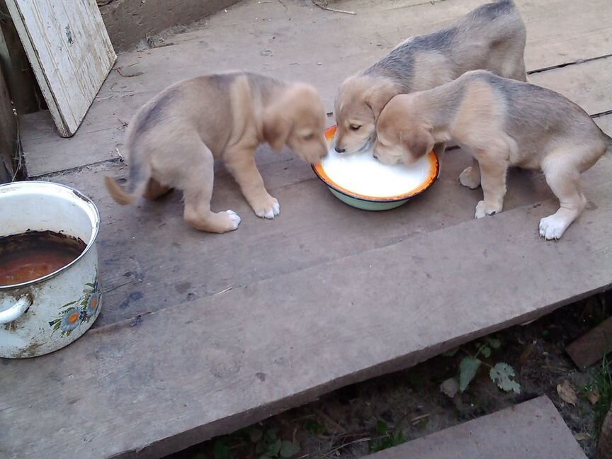 Продажа щенков русская гончая