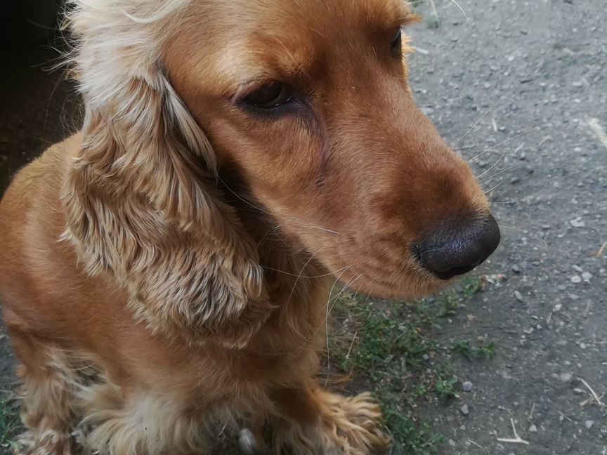 Щенки Английского кокер-спаниеля