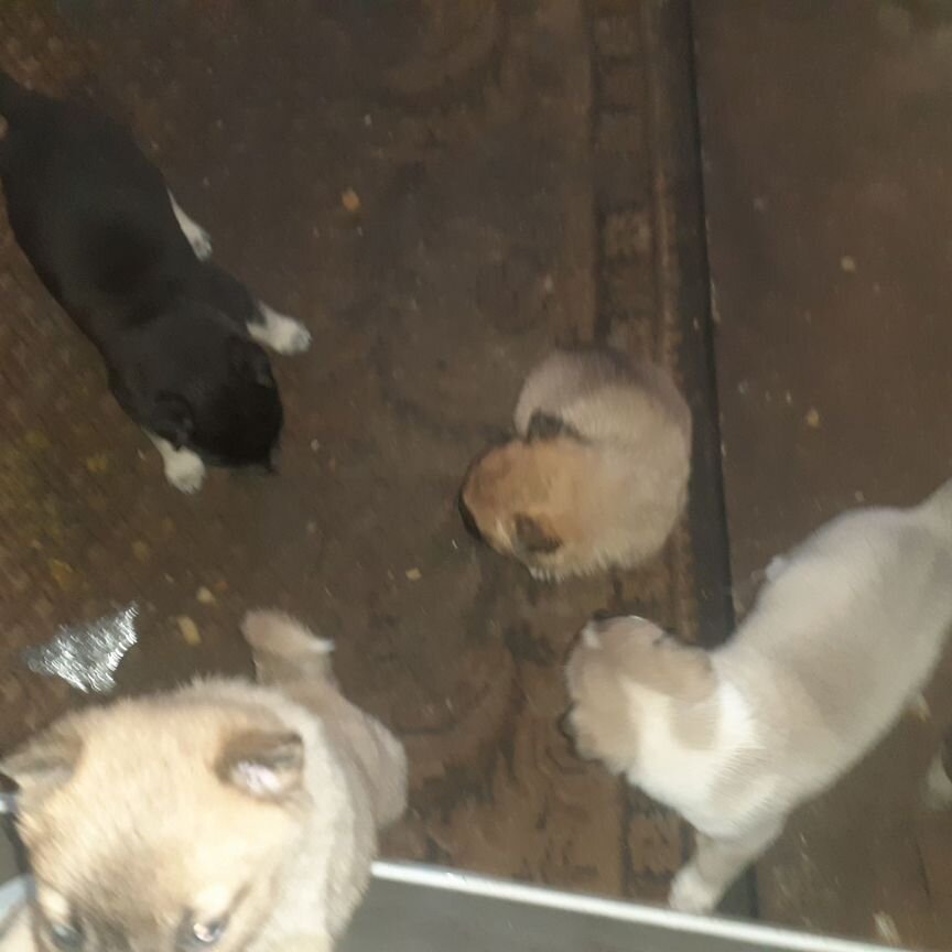 Мама восточная овчарка.папа Стафорд