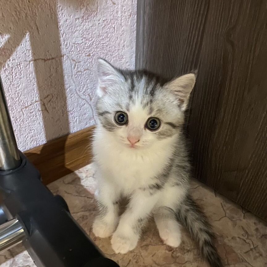 Котенок бесплатно в добрые руки