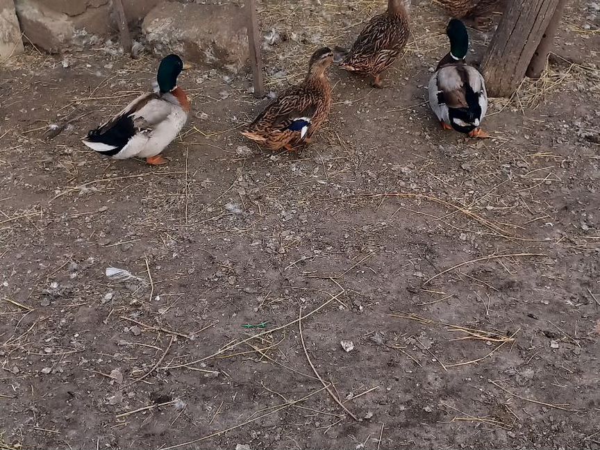 Утки и Селезни дикие