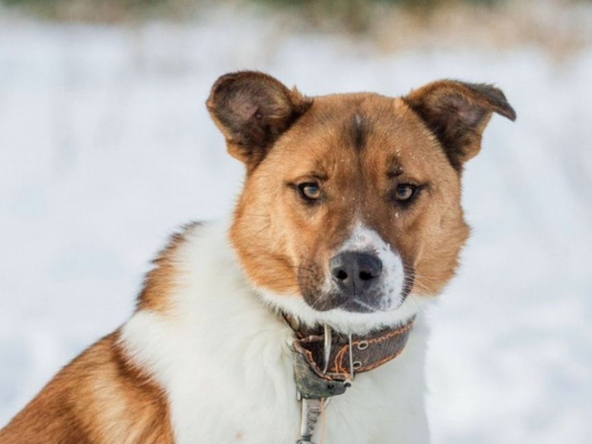 Крупный хомячок