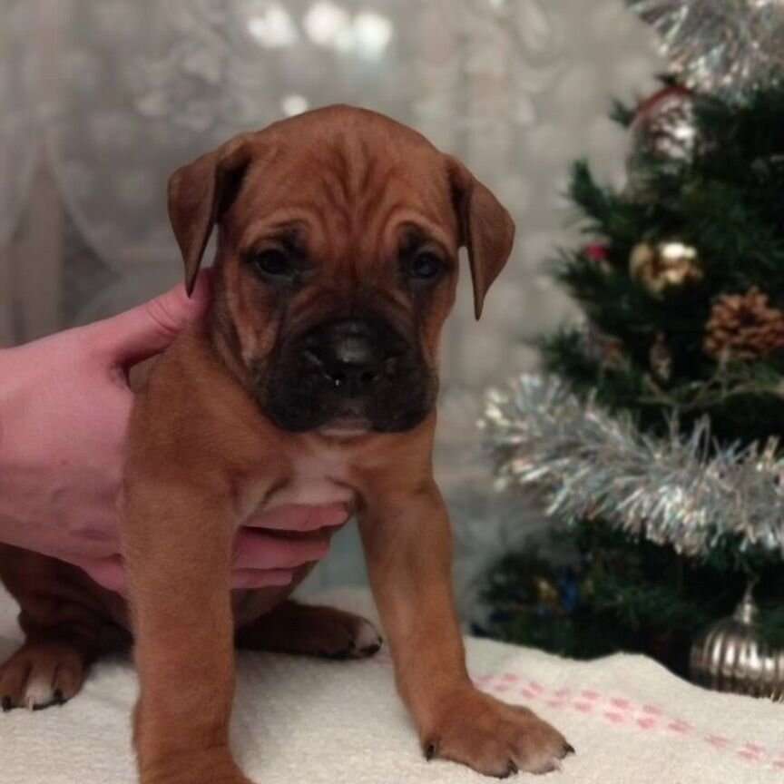 Щенки Кане Корсо