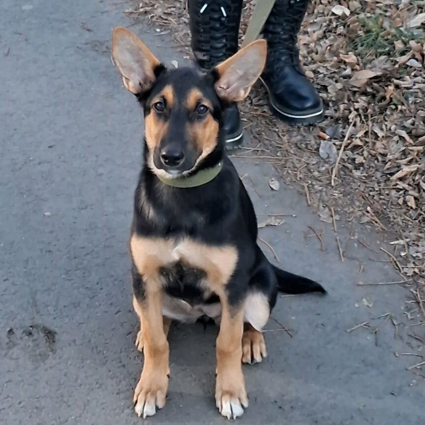 Цвергпинчер, щенок