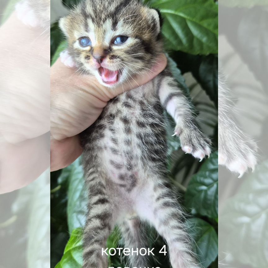 Шотландский прямоухий короткошёрстный котёнок
