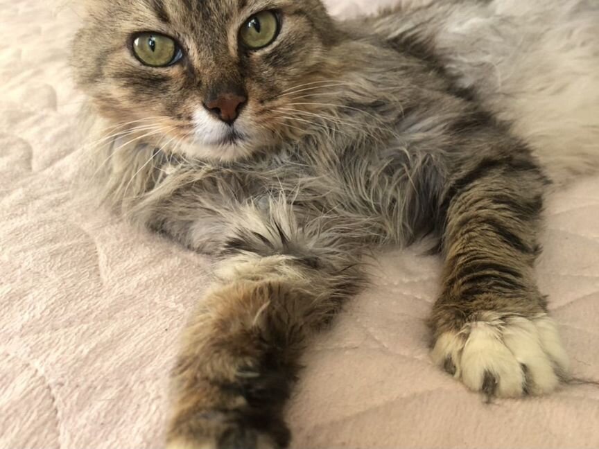 Кот сибиряк