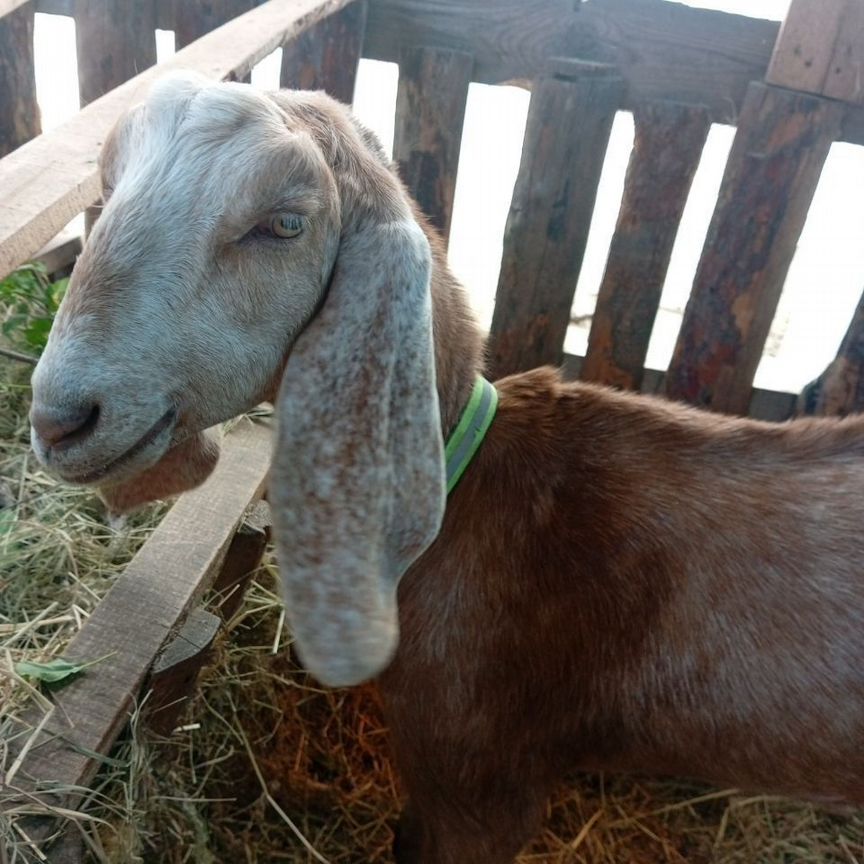 Камори-нубийка