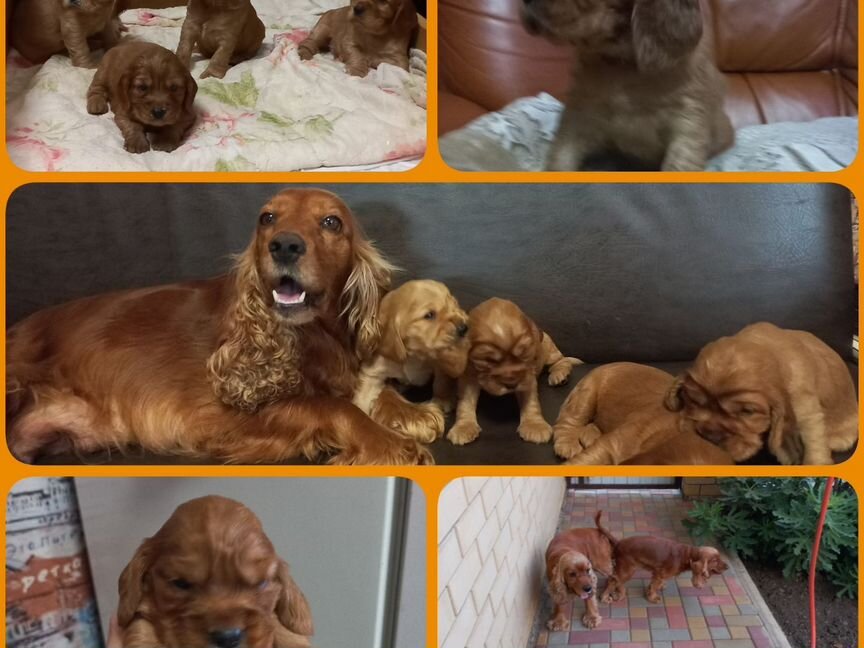Щенки кокер спаниеля