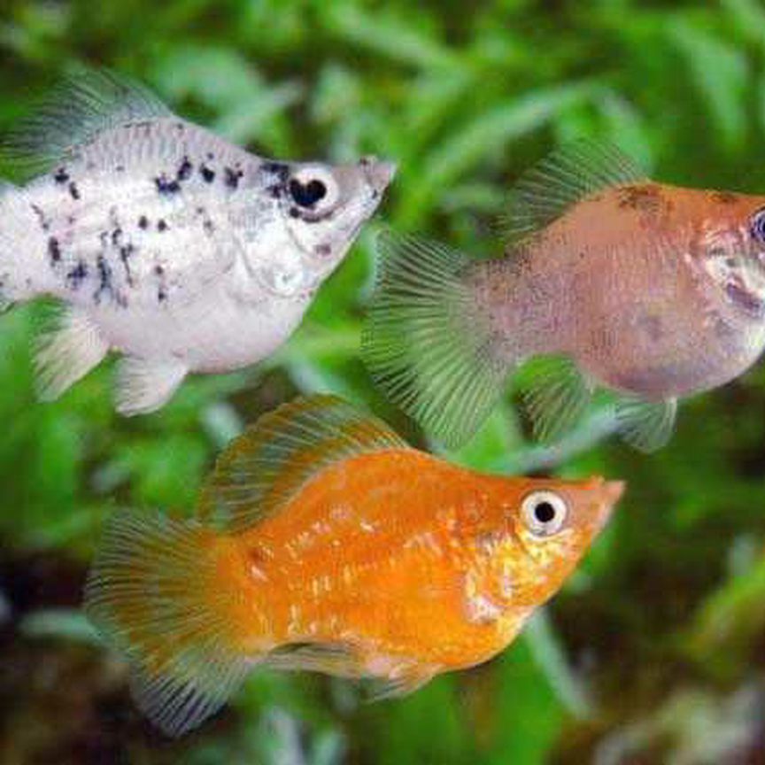 К У П Л Ю моллинезия баллон