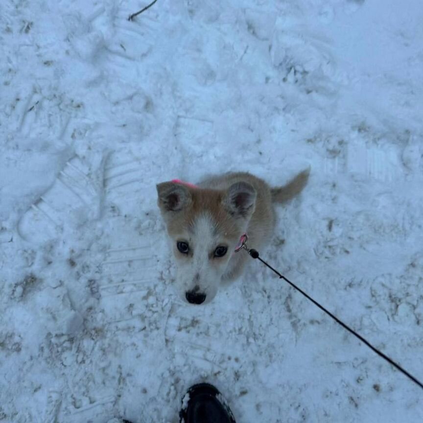 Одинокий щенок