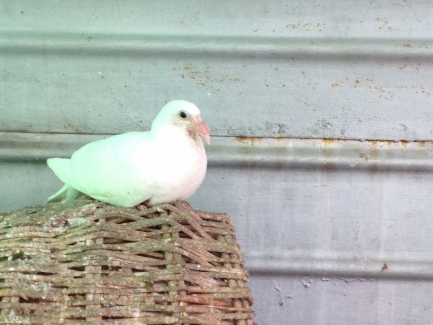 Почтовые голуби