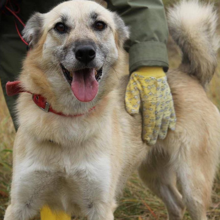 Собака в добрые руки