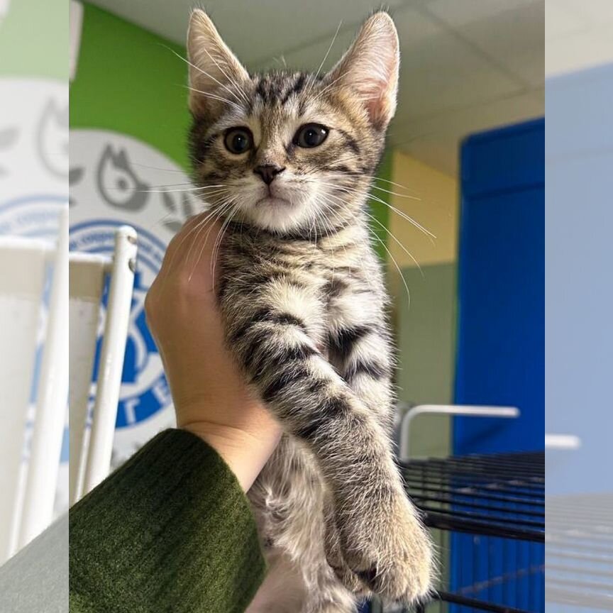 Котёнок в добрые руки